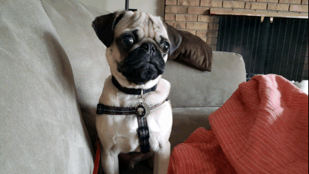 Post your dog [No Pitbulls] - The Something Awful Forums